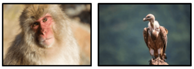 Eliciting and Measuring Emotional Response to Static Images: The Wild ...